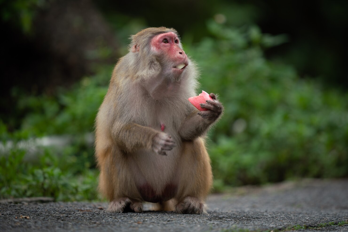 Monkey attack | बंदरों के झुंड ने महिला पर किया हमला, हाथ पर 10 टांके लगे